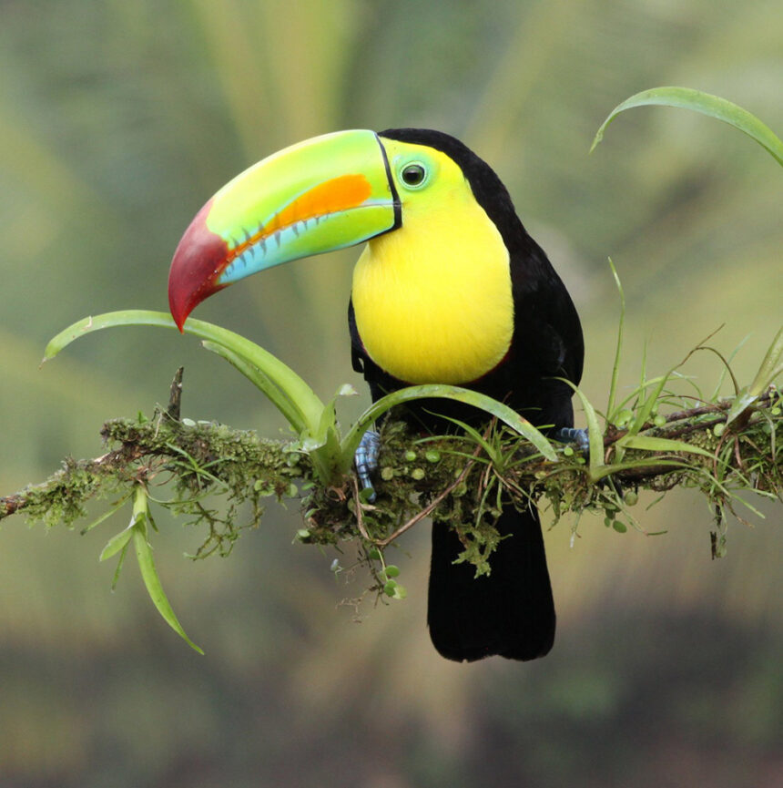 The Birds - Rancho Naturalista Birding Lodge