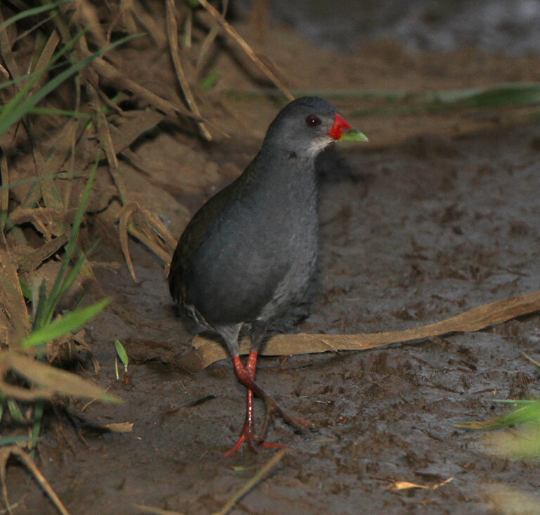 The Birds - Rancho Naturalista Birding Lodge